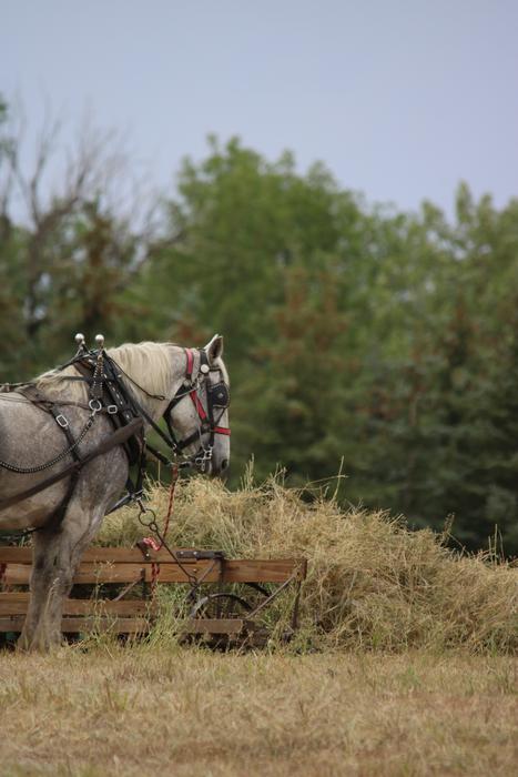 Percheron Hay Standing free image download