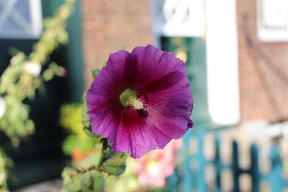 Stock Rose Flower Close Up free image download