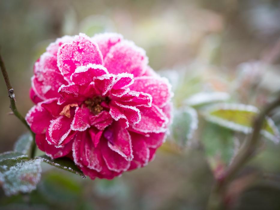 Closeup photo of pink bloom in the garden free image download