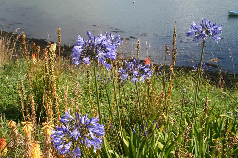Wild blue Flowers in Nature free image download