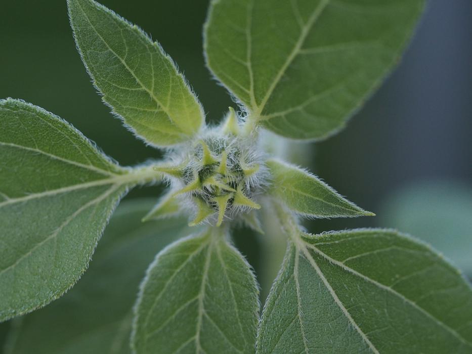 Plant Close Up Nature free image download