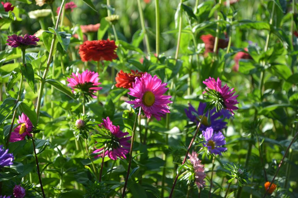 Flowers Leaves Plant free image download