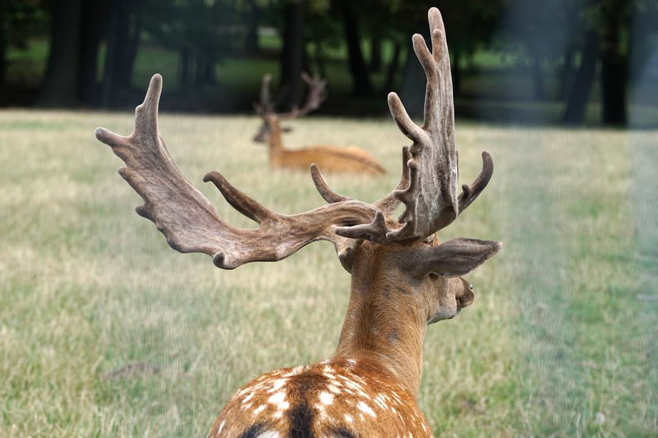 Deer antler closeup free image download