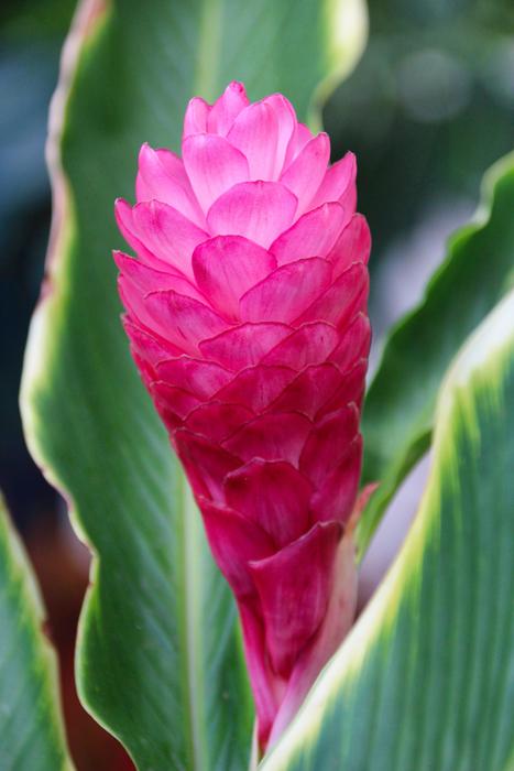 Plant Leaf Flower free image download