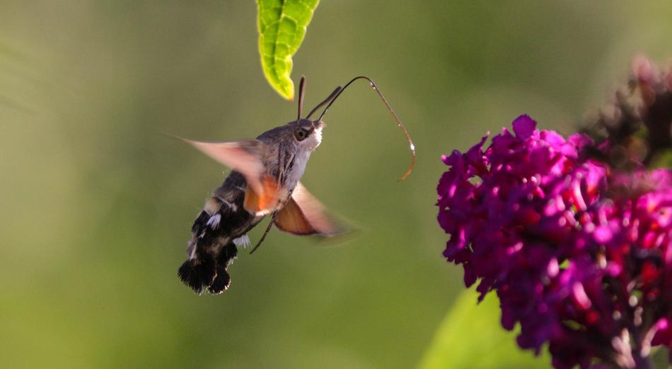 Nature Flower Hummingbird Hawk free image download