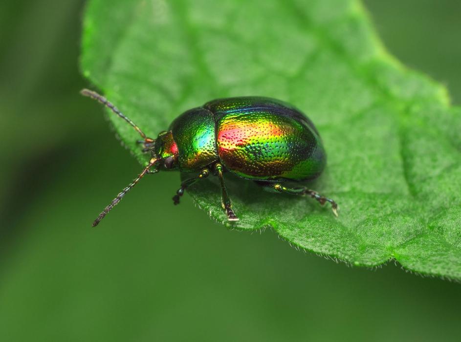 Nature Wildlife Insect free image download