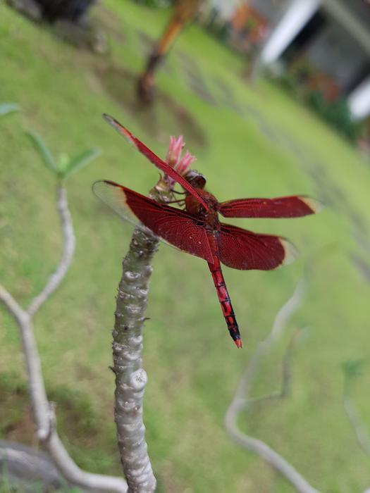 Dragonfly Red Garden free image download
