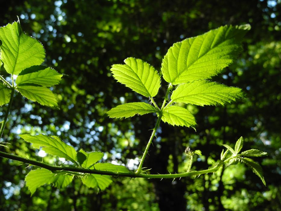 Green Leaves Thorns Bright Colors free image download