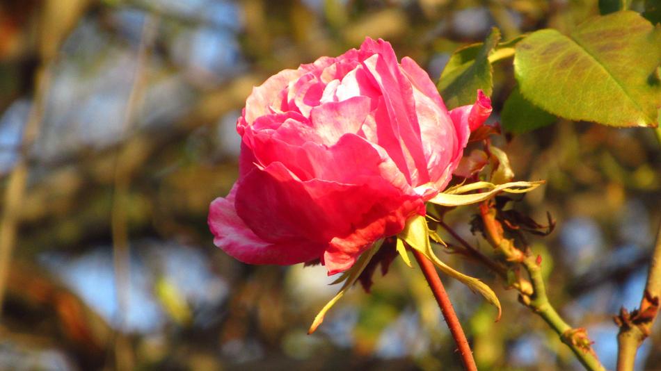 Rosa Flower Spring free image download