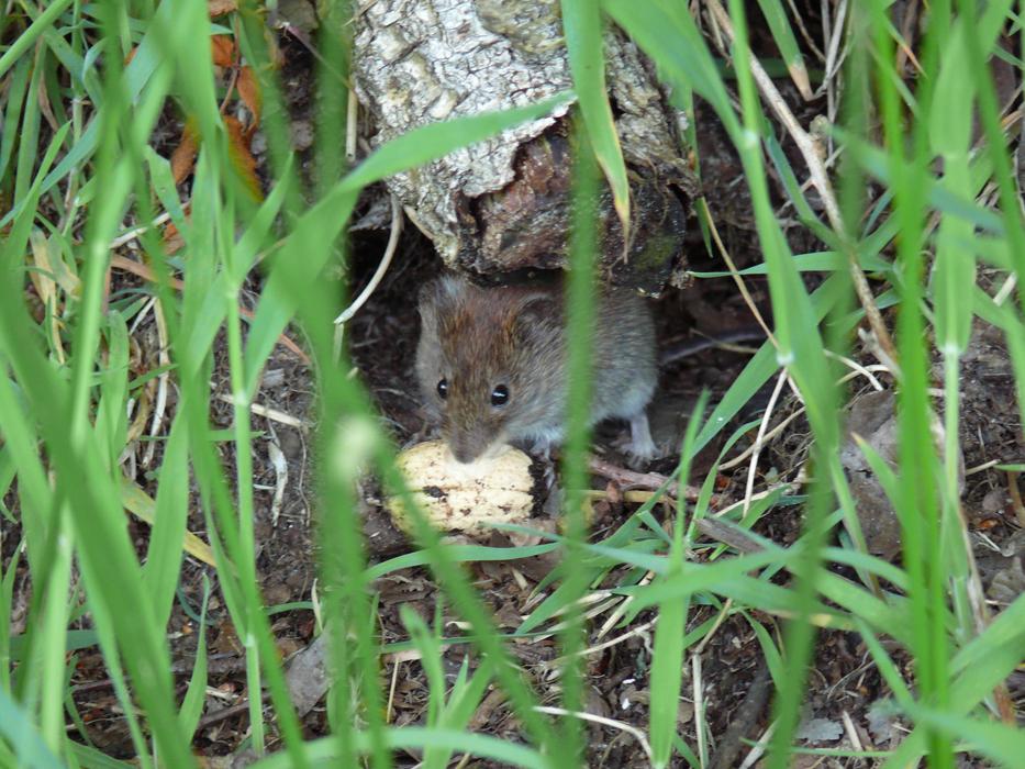 Field Mouse free image download