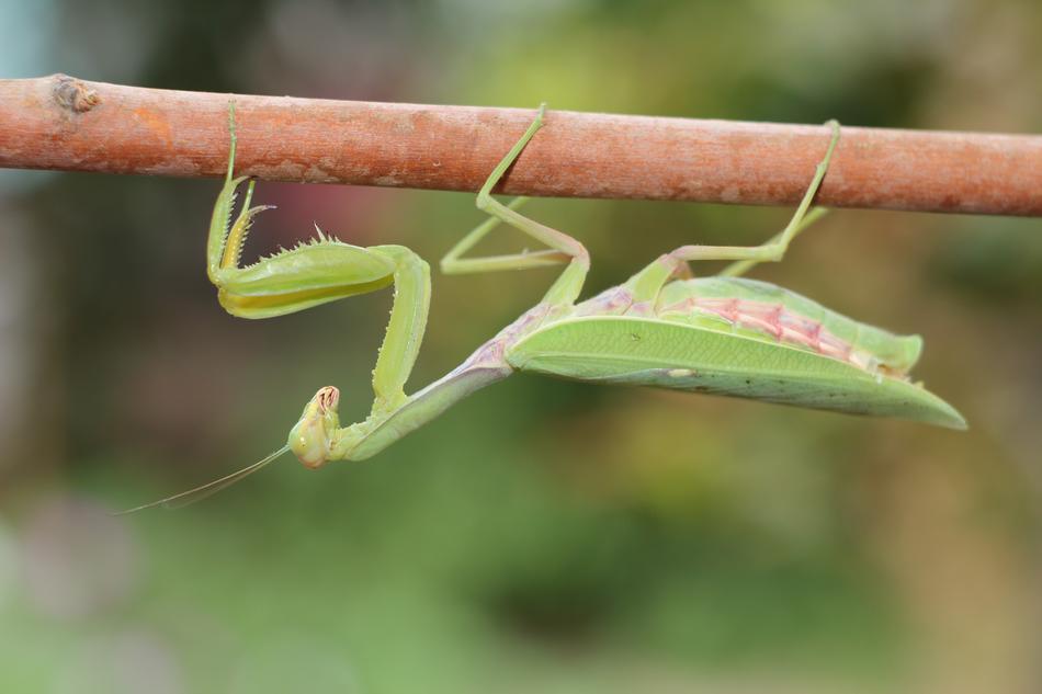 Praying Mantis Sheet Plant free image download