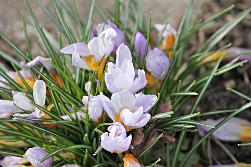 Crocus Spring Lenz Early free image download