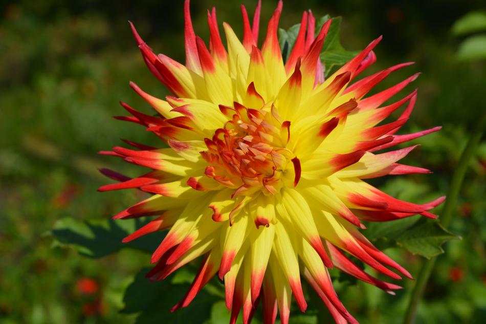 Yellow and red exotic bloom free image download