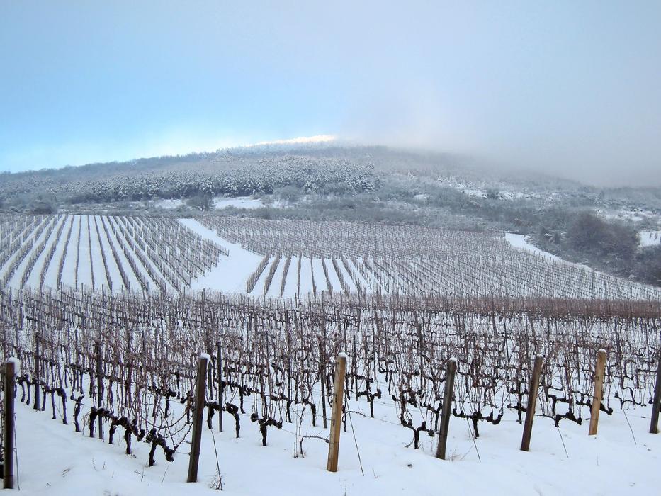 Vineyard Grape Winter free image download