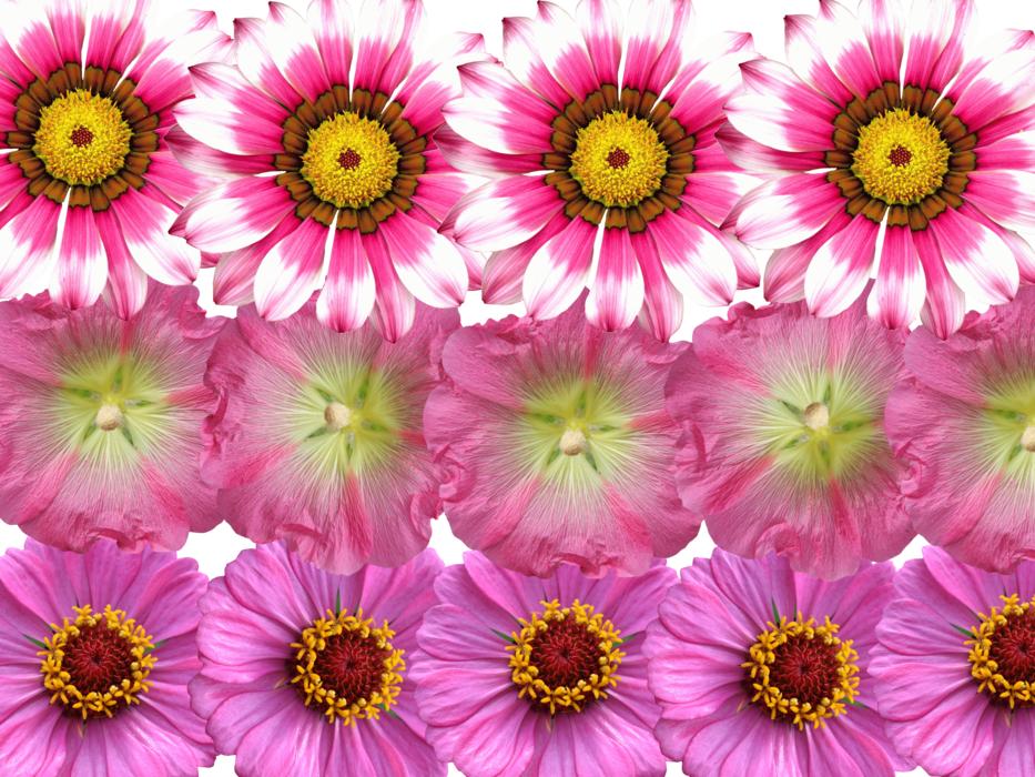 Flowers Pink Nature free image download