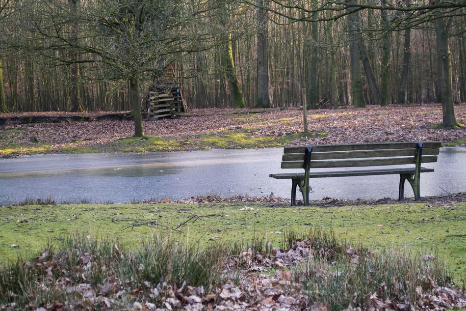 Bench in an autumn forest free image download