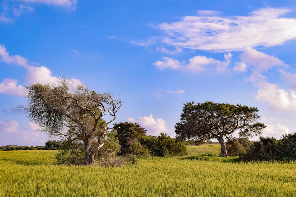 Nature Field Landscape free image download