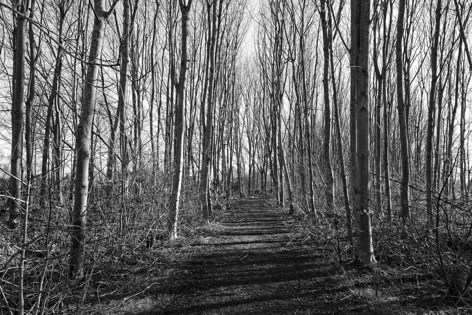 Forest Tree Trunk free image download