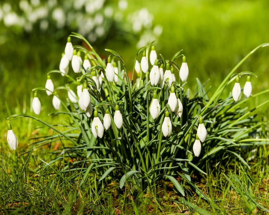 Snowdrop Galanthus Flowers free image download