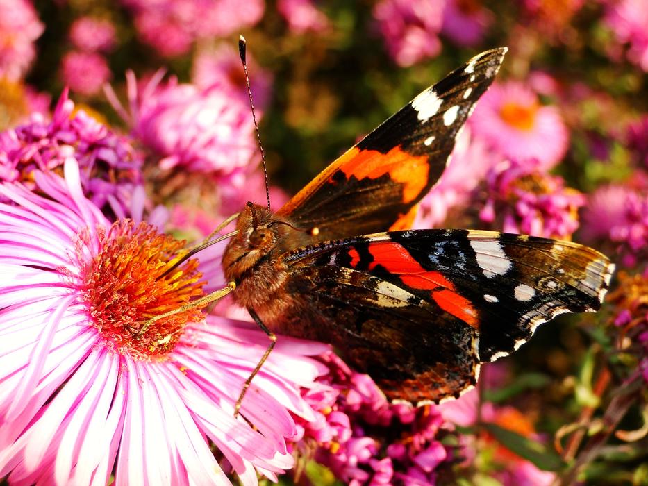 Nature Butterfly Day Insect free image download