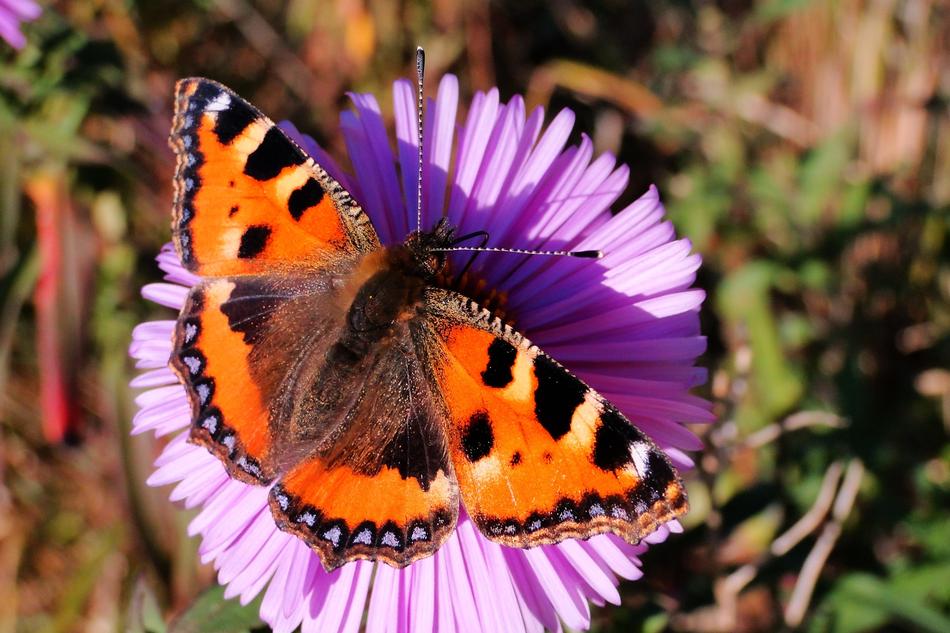Nature Insect Butterfly Day At The free image download