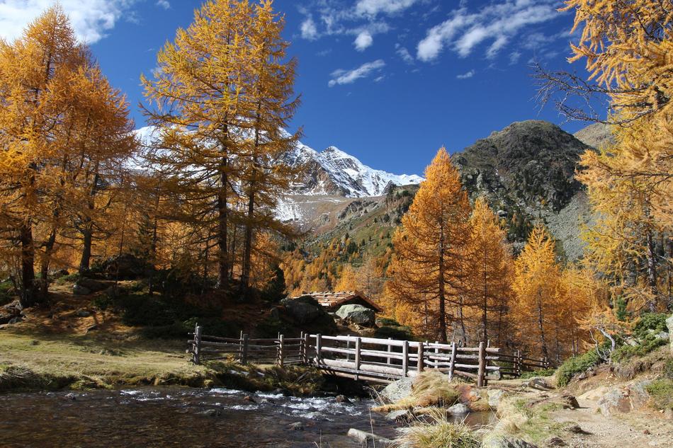 Autumn Wood Nature free image download