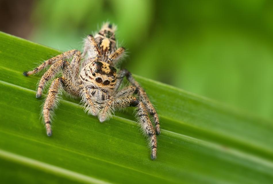 Nature Insect Spider Animal free image download