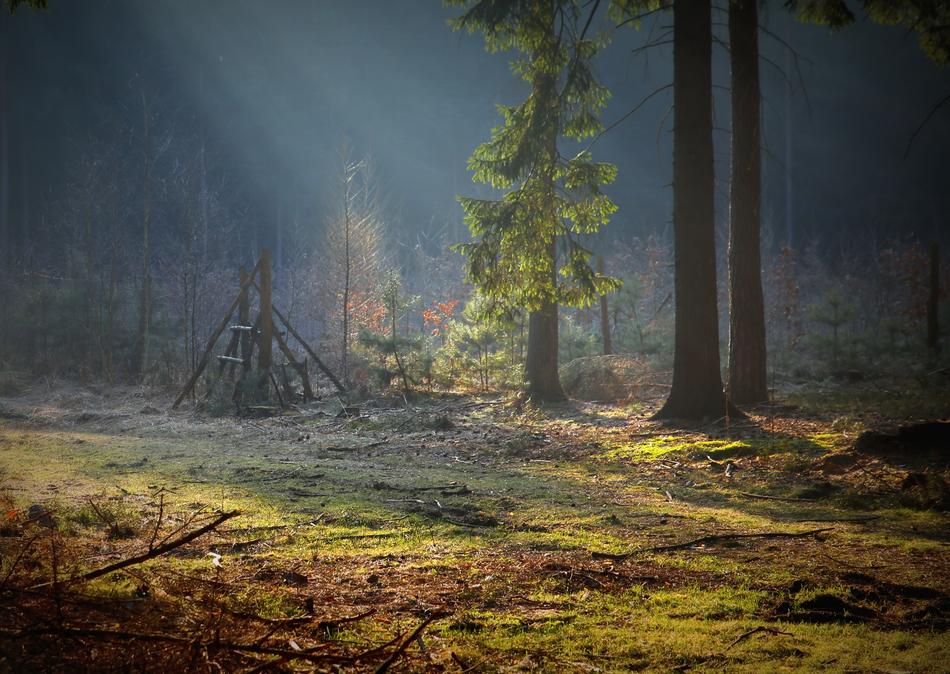 Mati Tree Nature free image download