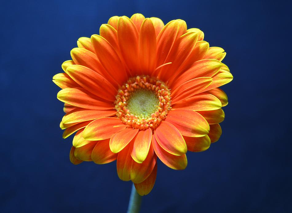 Germini Flower Orange free image download