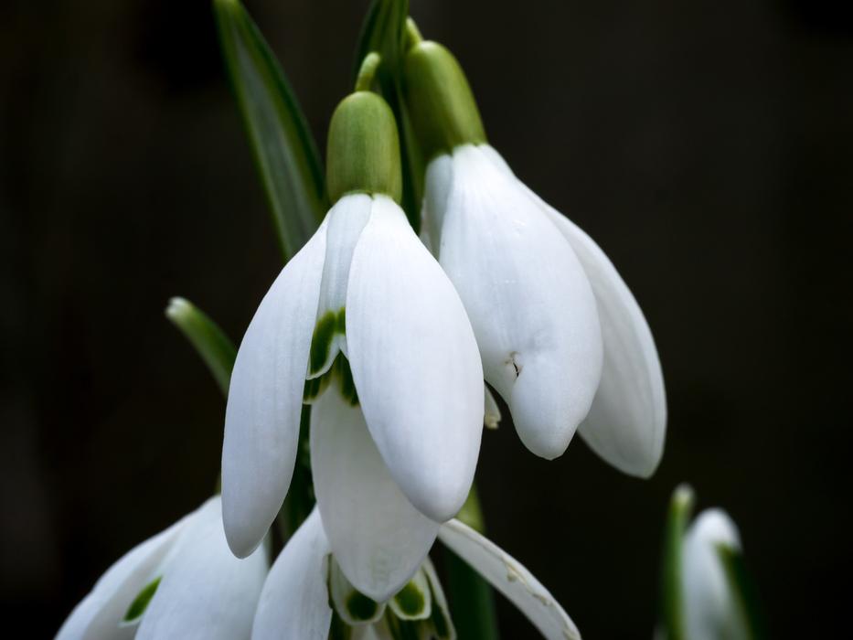 Snowdrop Winter White free image download