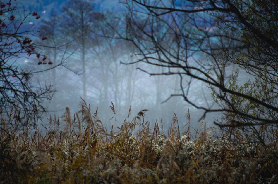 Forest Fog Mood free image download