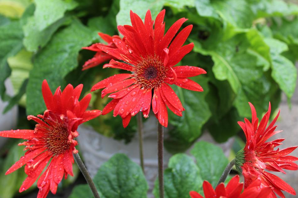 Red Gerber Daisy free image download