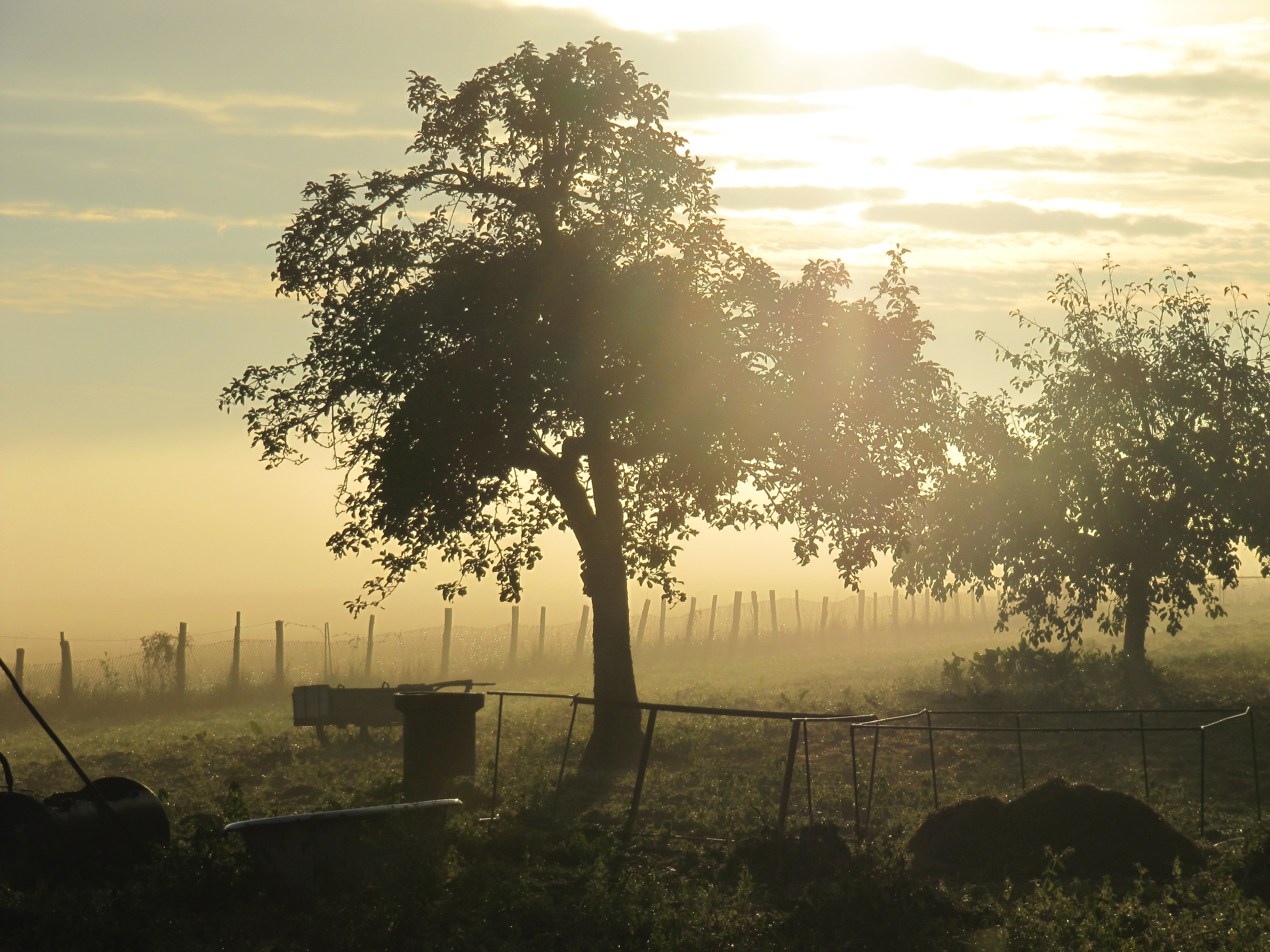 Morning Mist Dew Landscape free image download