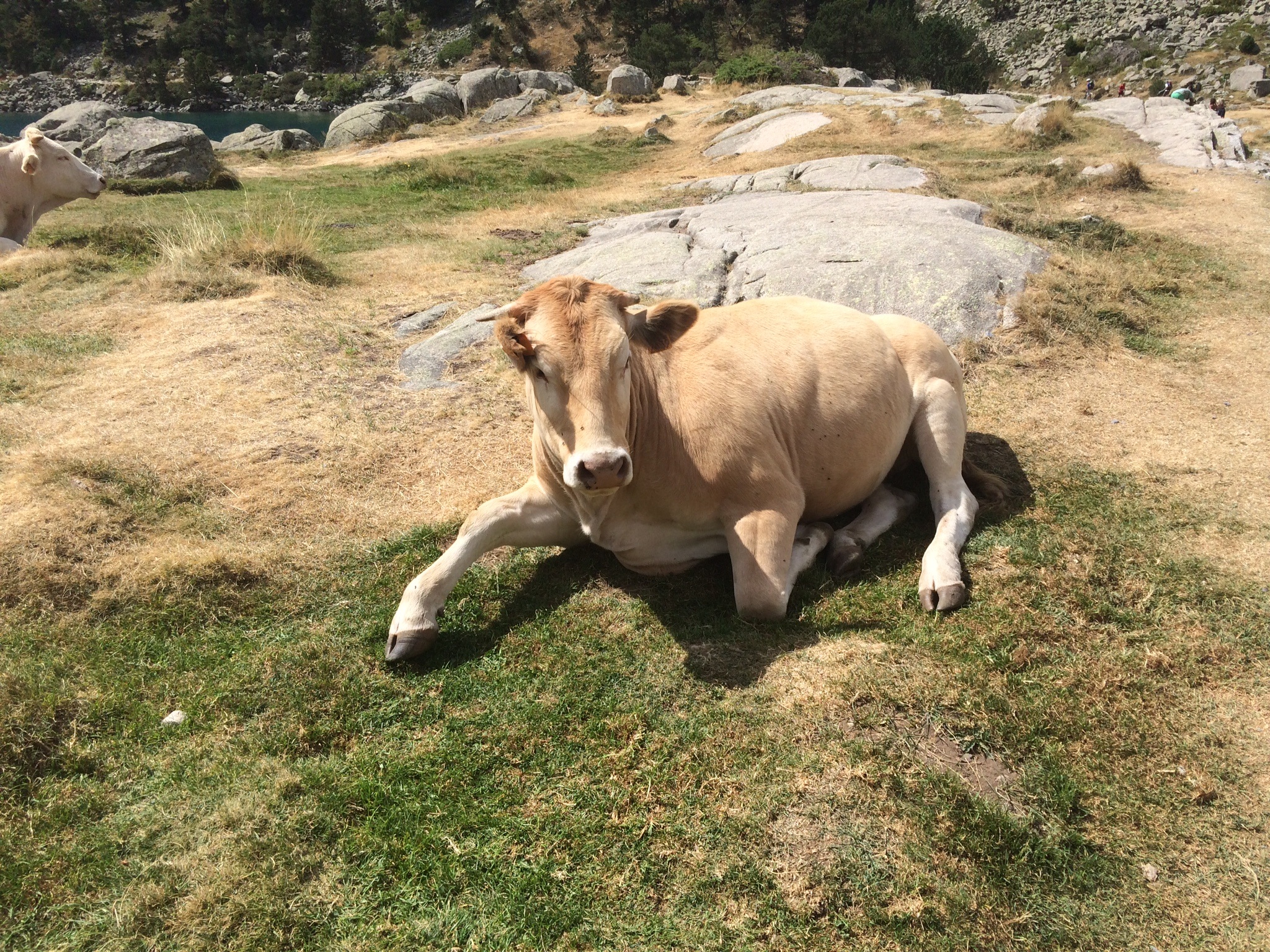 Cow Nature free image download