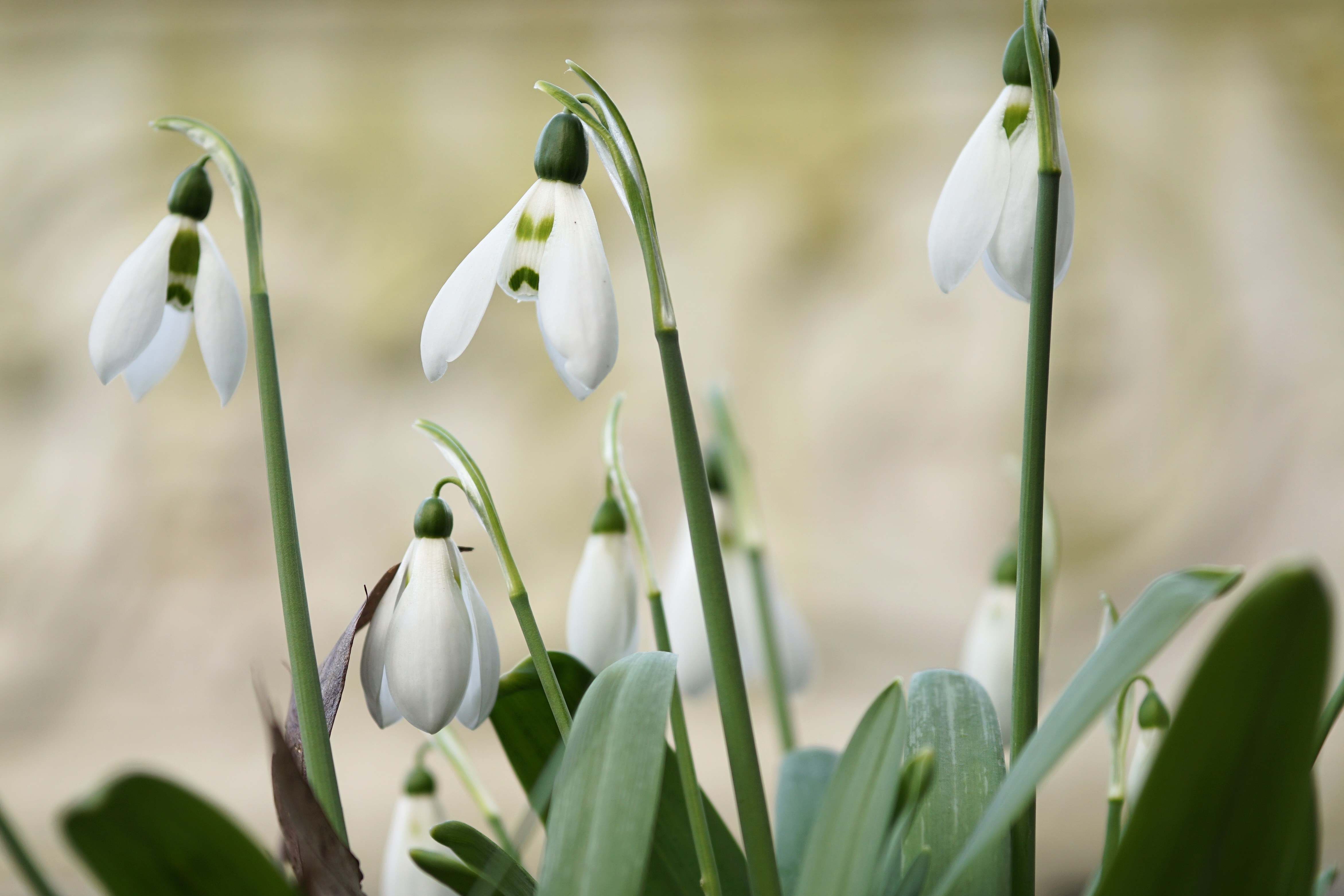 Snowdrops in the garden free image download