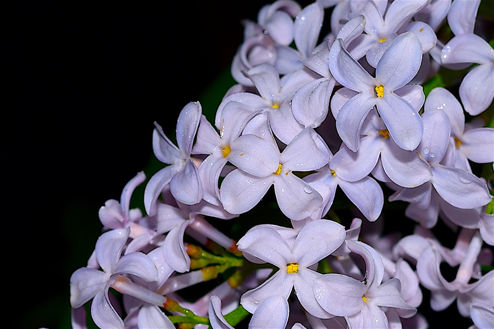 Lilac Flower Bloom free image download