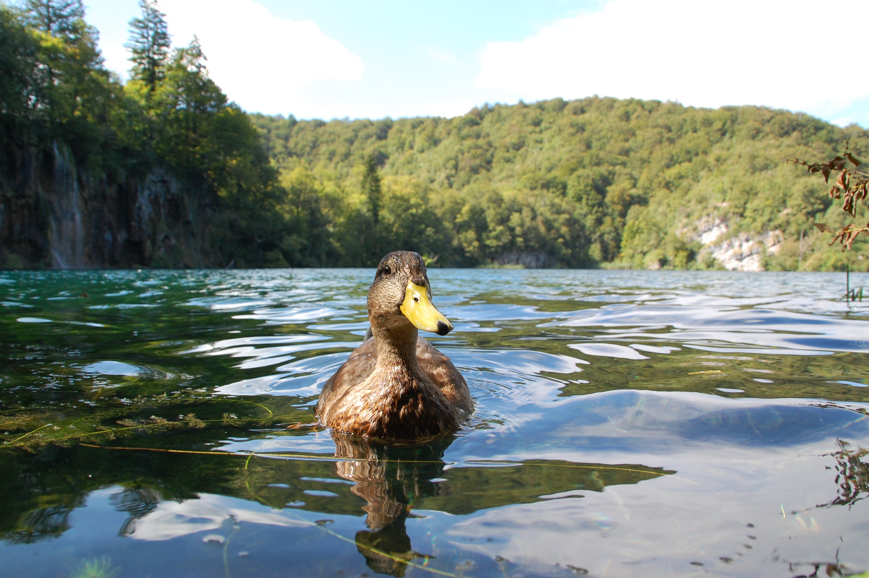 Nature Duck Bird free image download