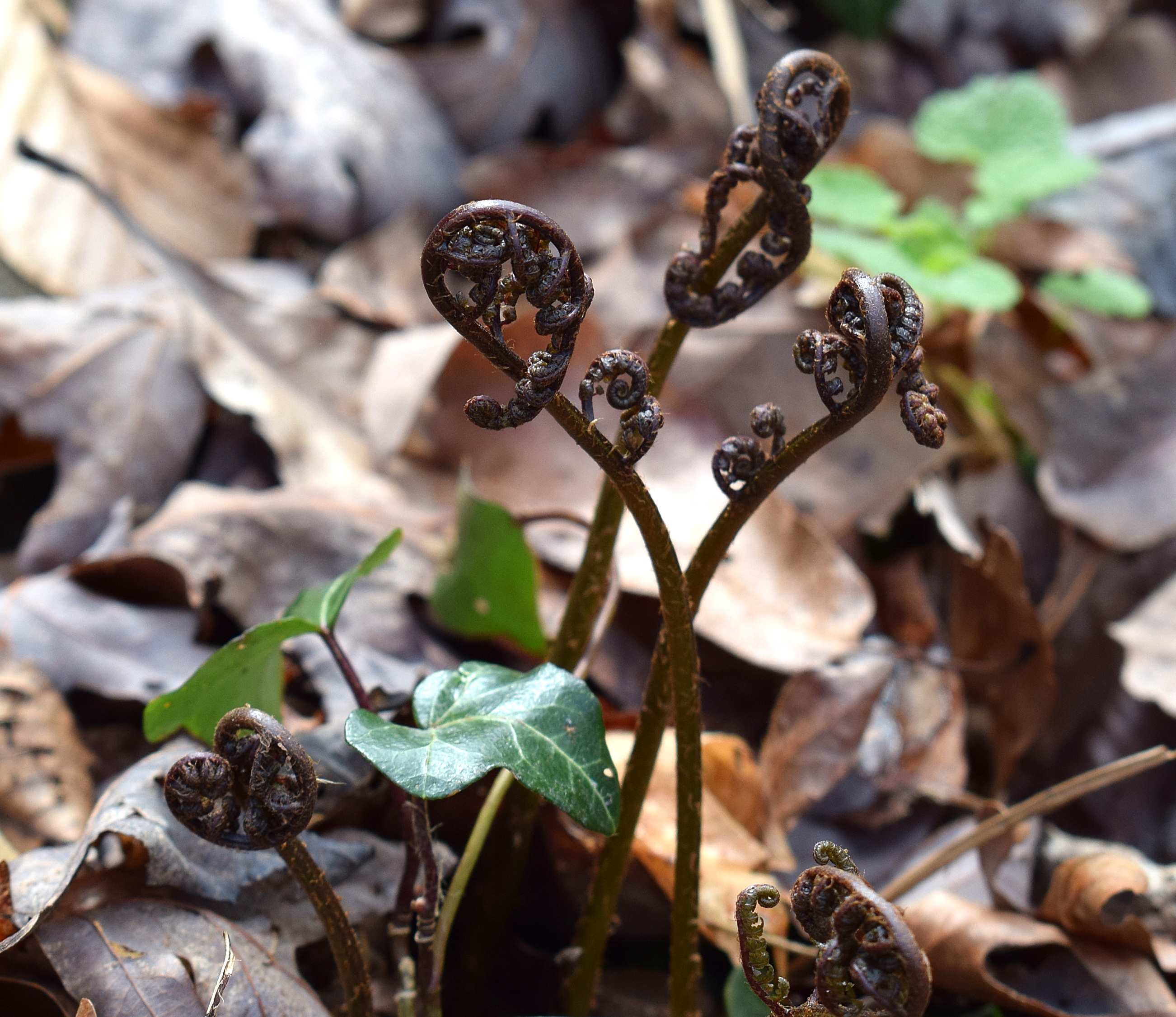 Ferns Unfurling Plant free image download