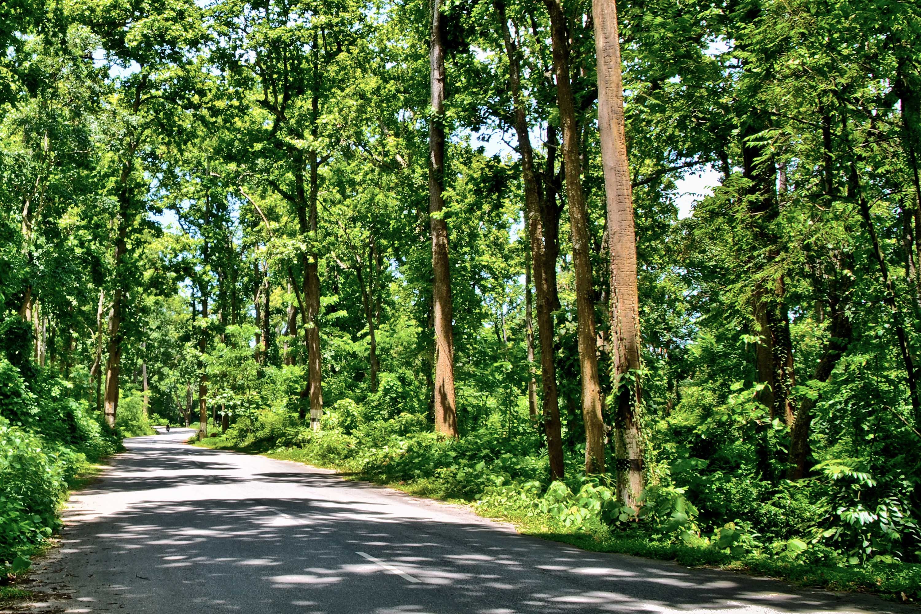 Forest Dense path free image download