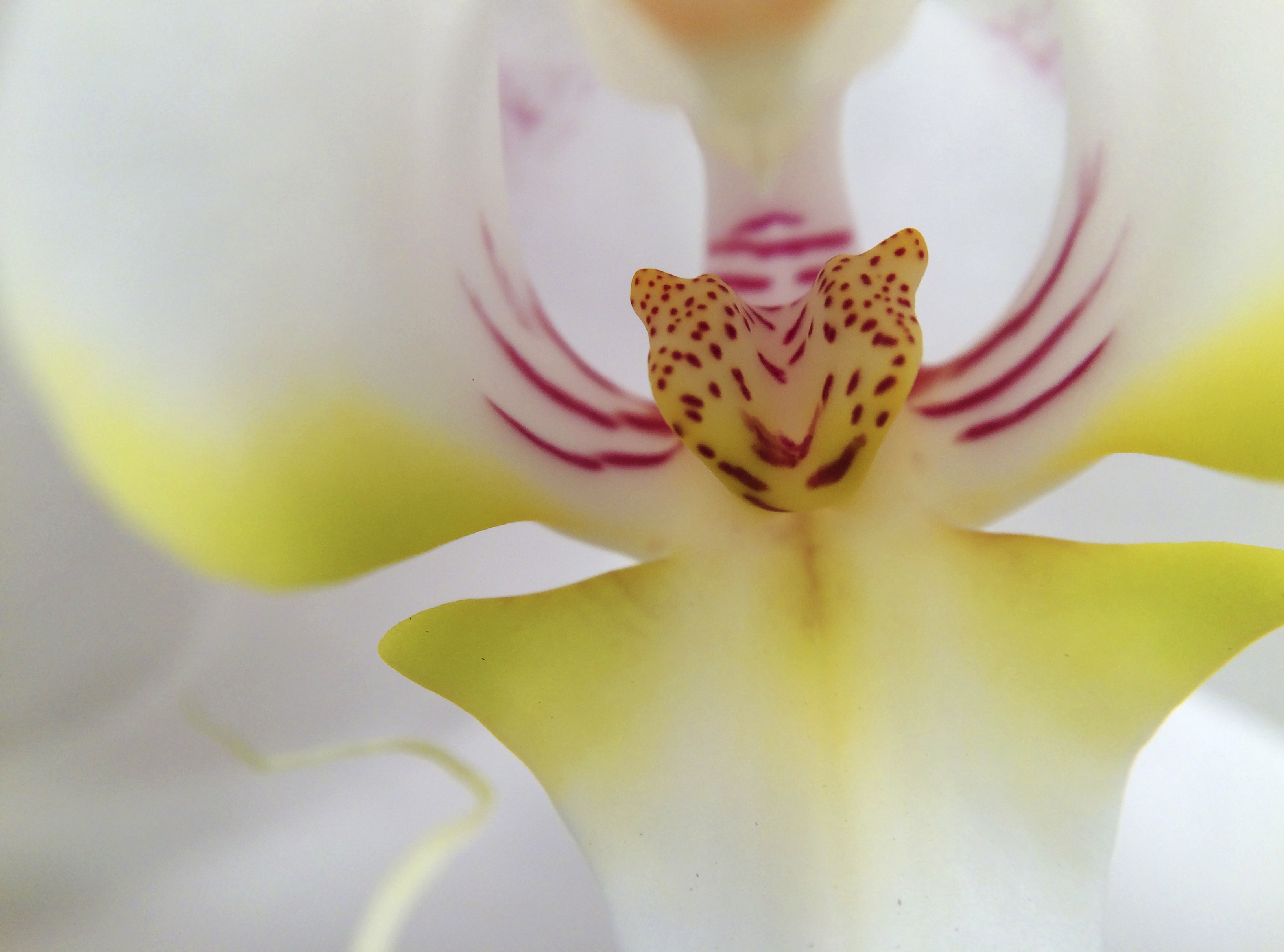 Flower Foreground Nature free image download