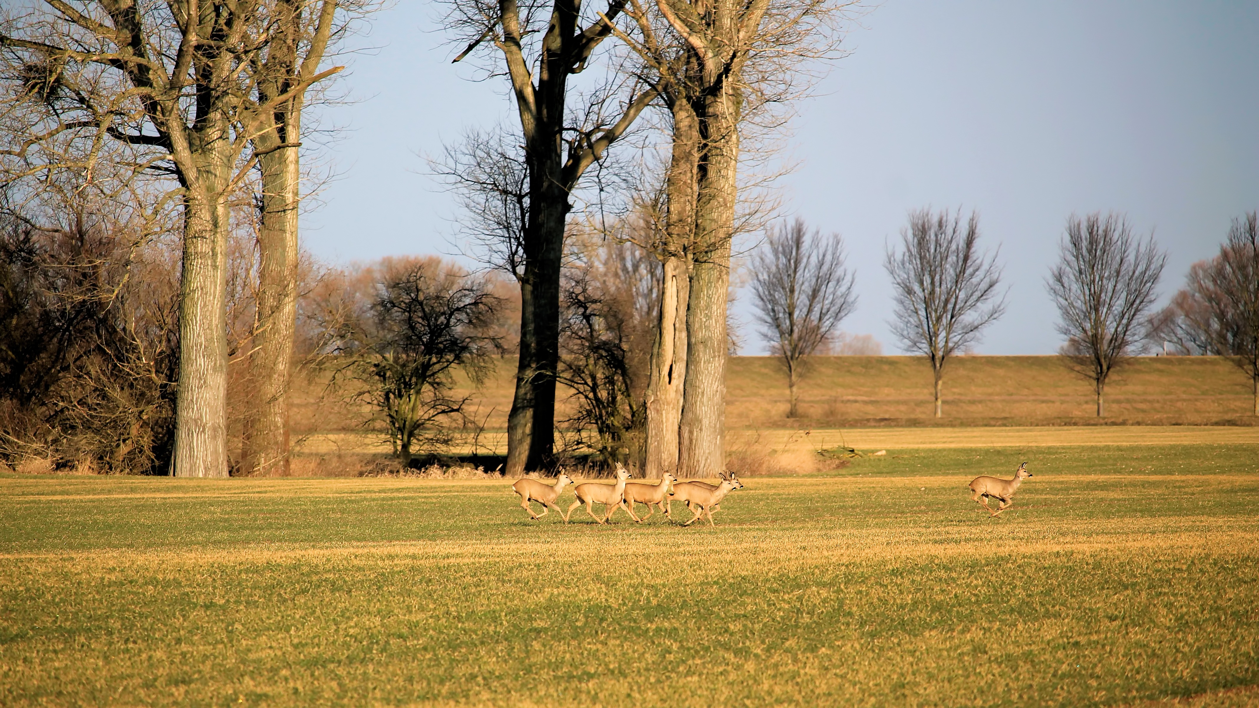 Landscape Trees Deer Fallow free image download