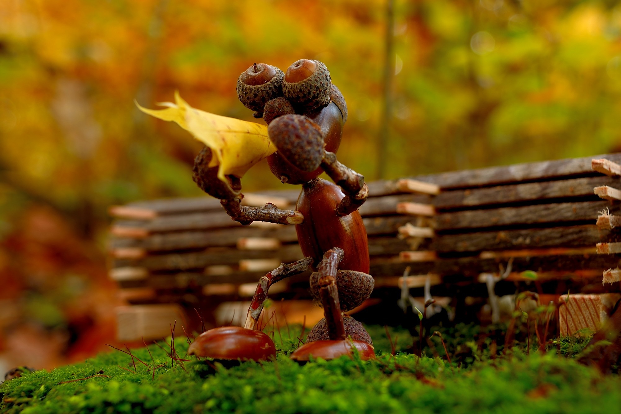 Smoke Pot Nature Wood free image download