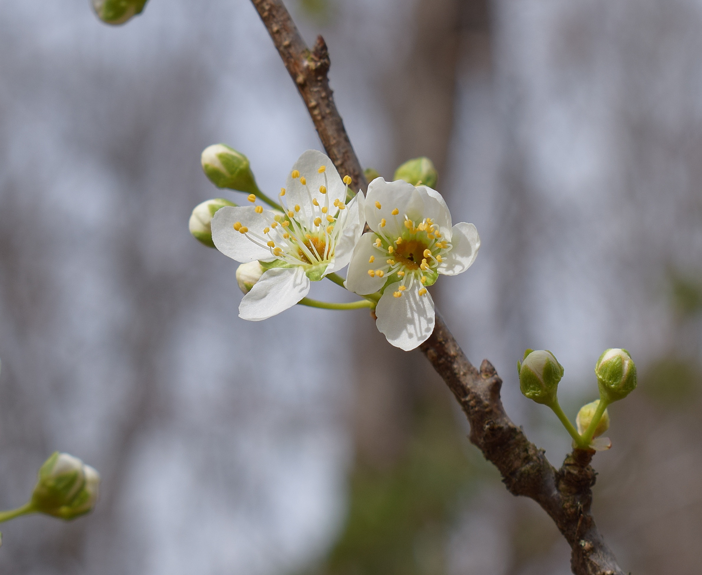 Cherry Blossoms Bud Blossom free image download