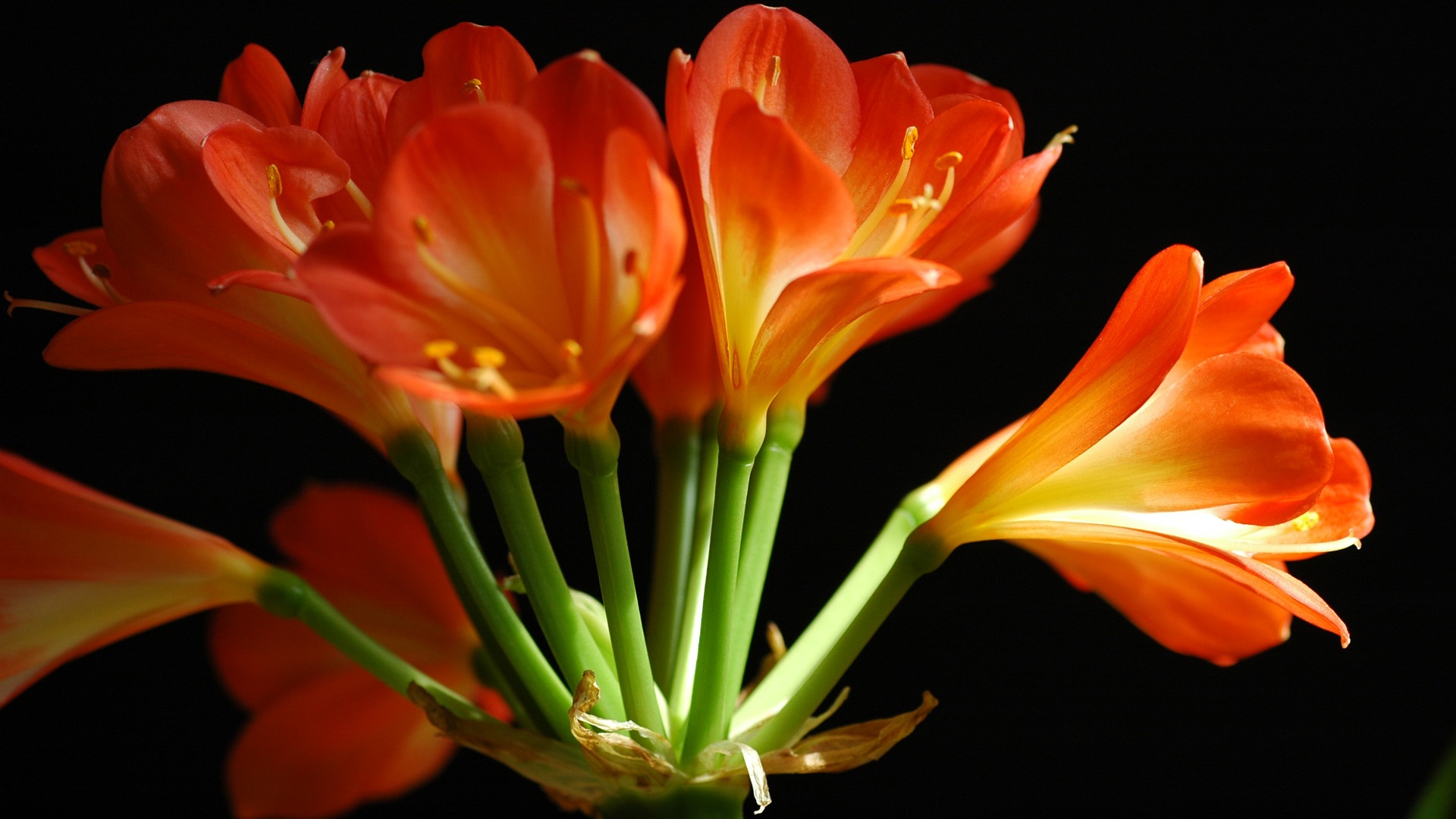 Flower Clivia Miniata free image download