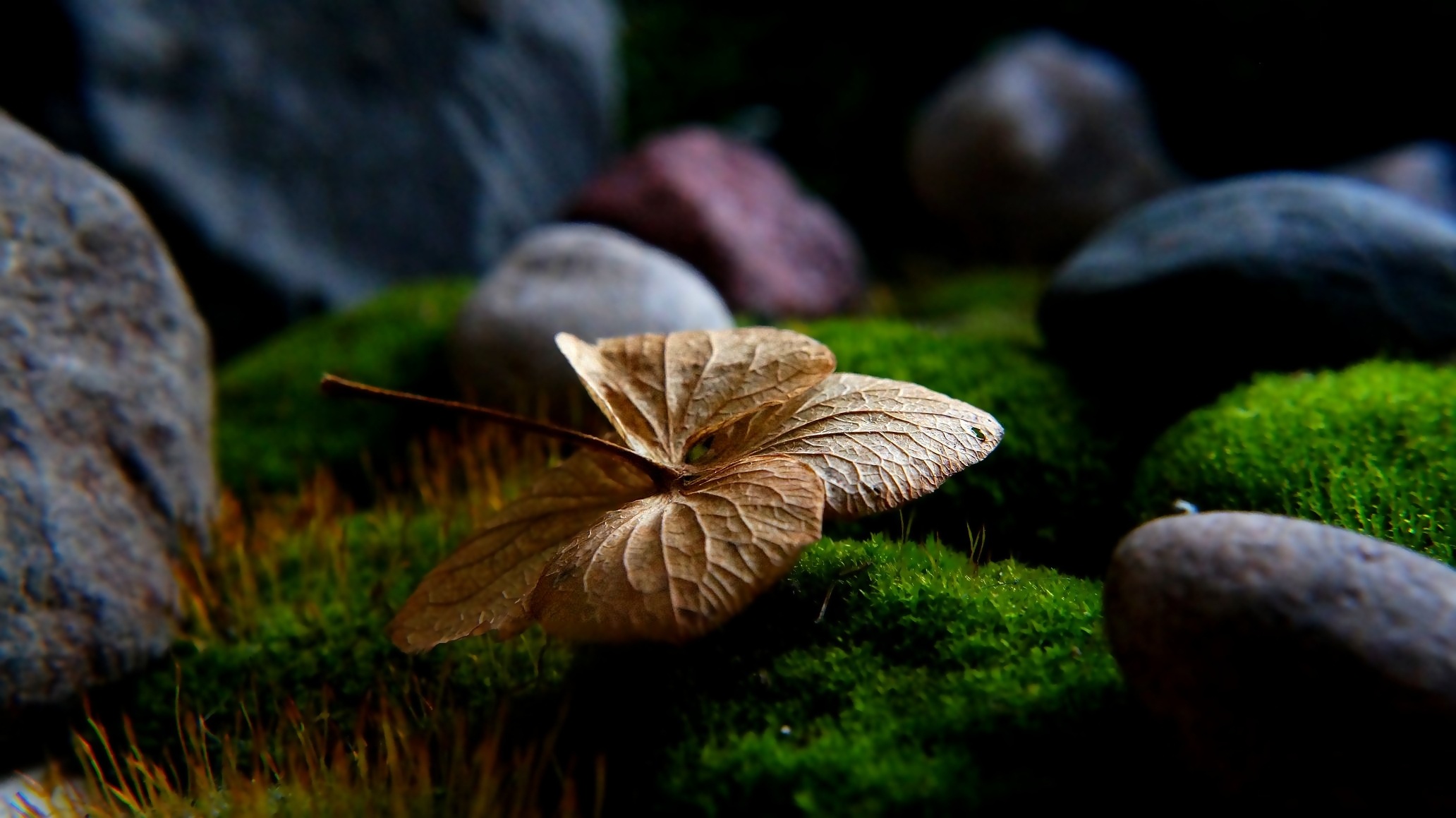 Nature Plants Dry free image download