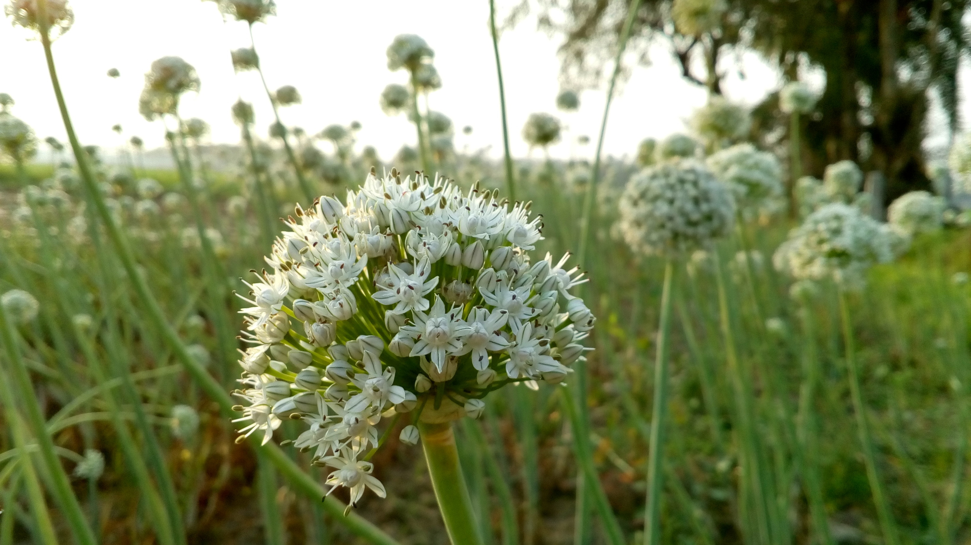 Onion Flower White free image download