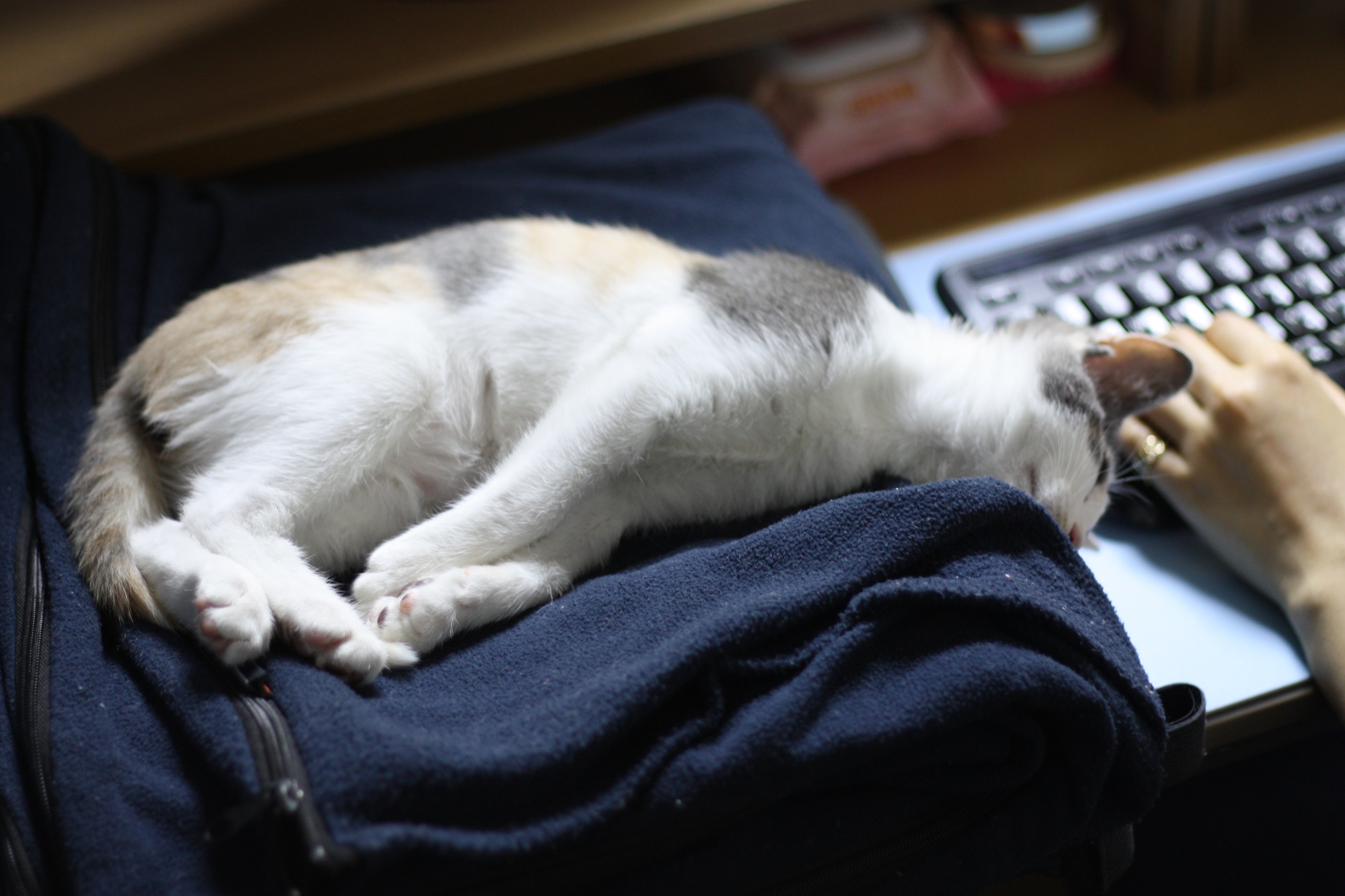 Cat Nori Just Nyan free image download