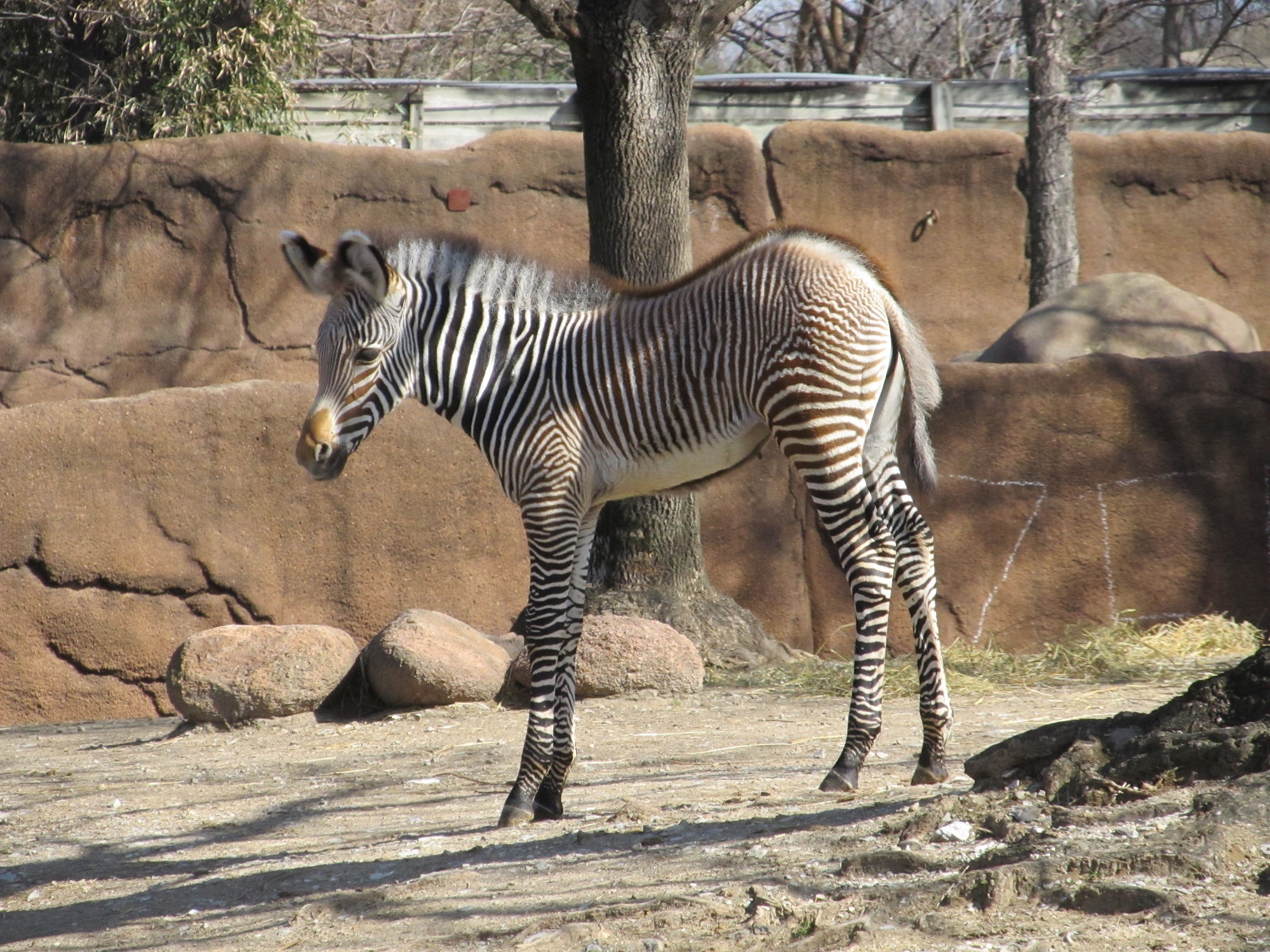 Zebra Baby Young free image download