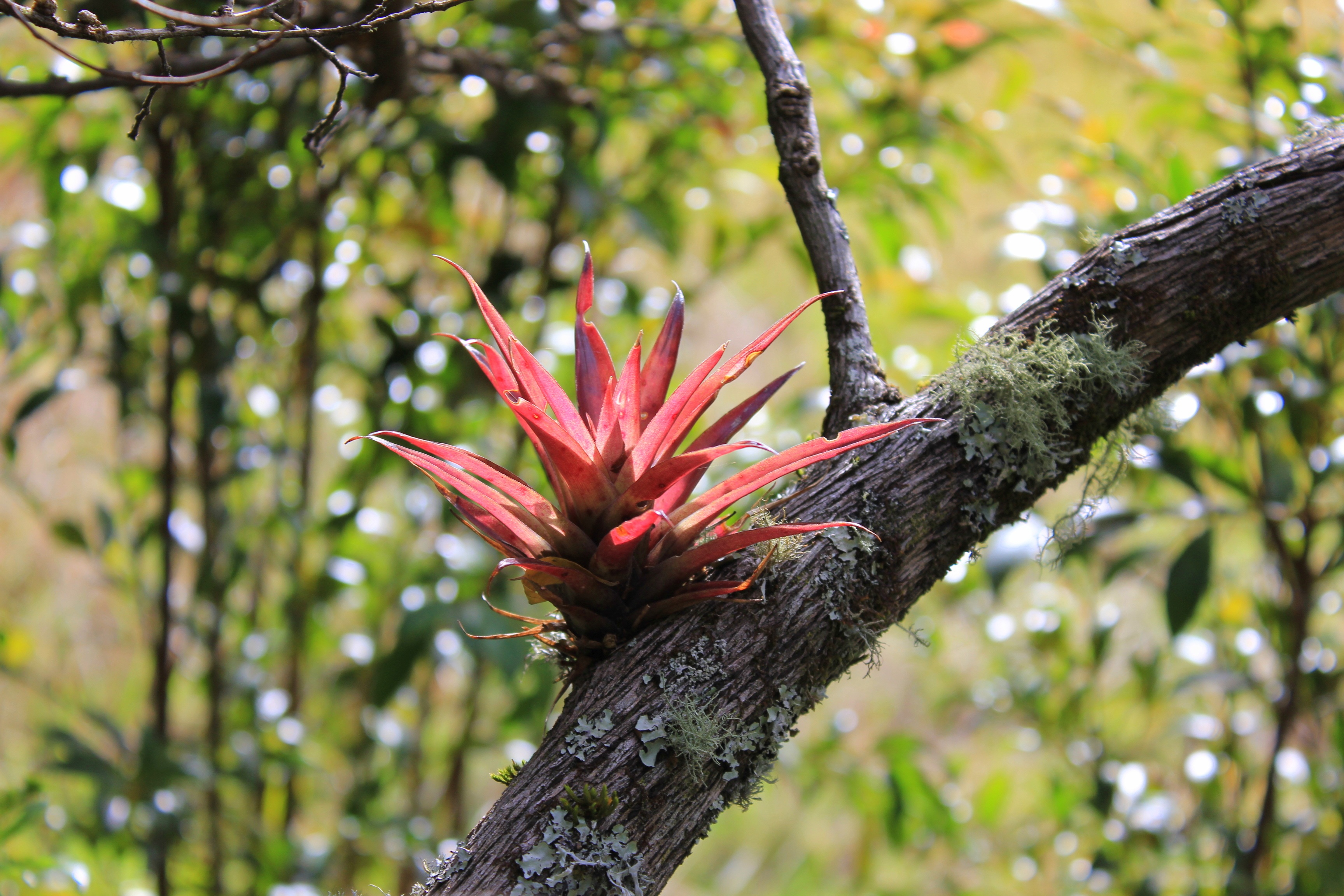 Plant Nature Tribe free image download