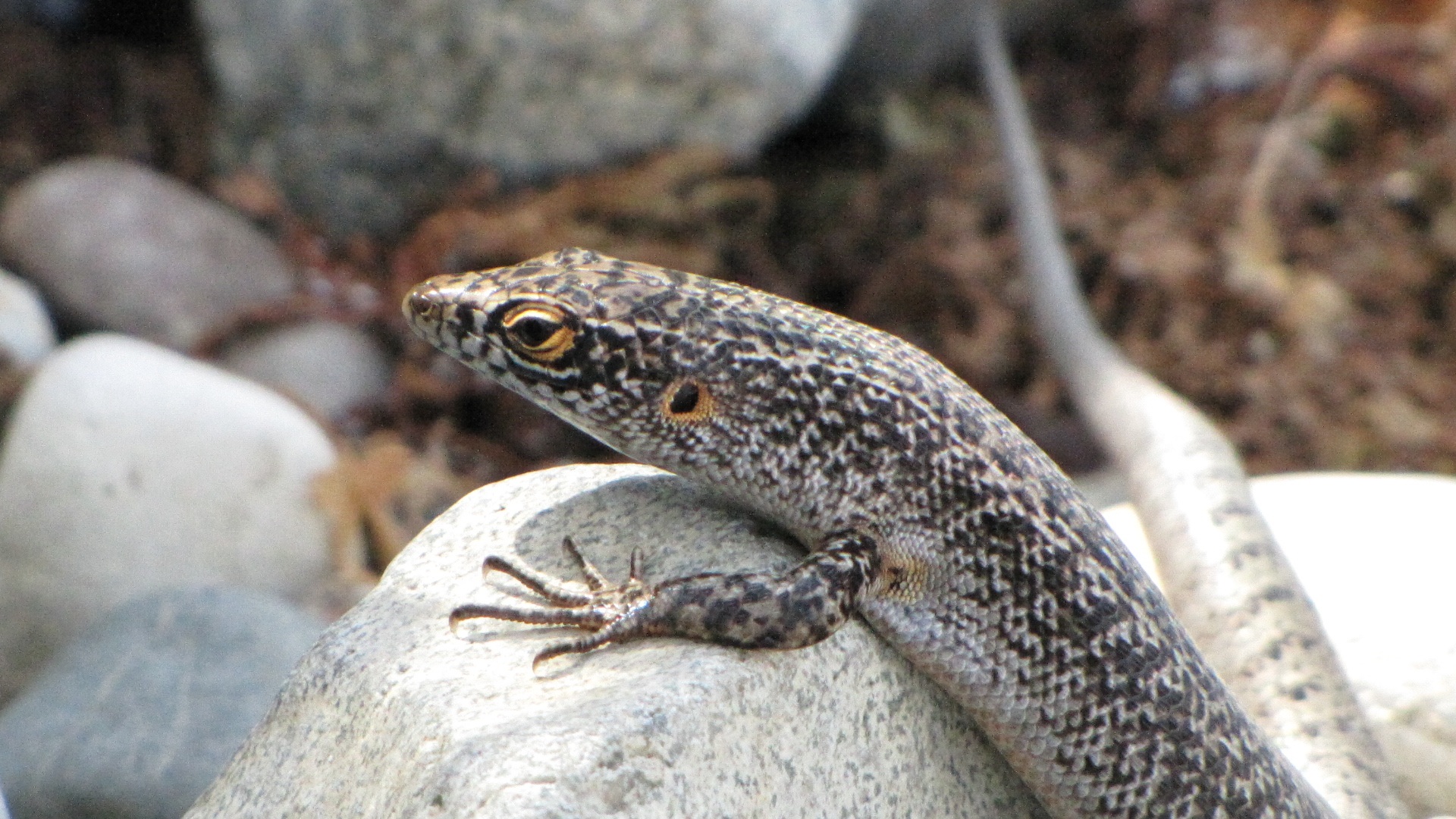 Noronha Lizard free image download